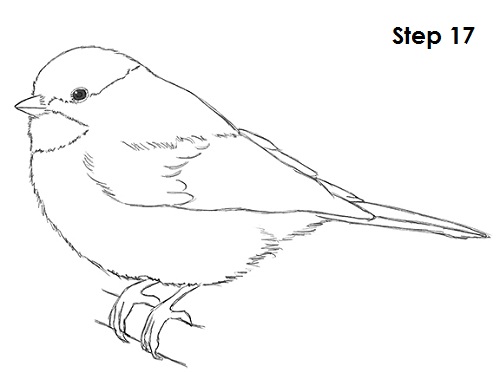 How to Draw a Chickadee