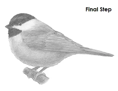 How to Draw a Chickadee