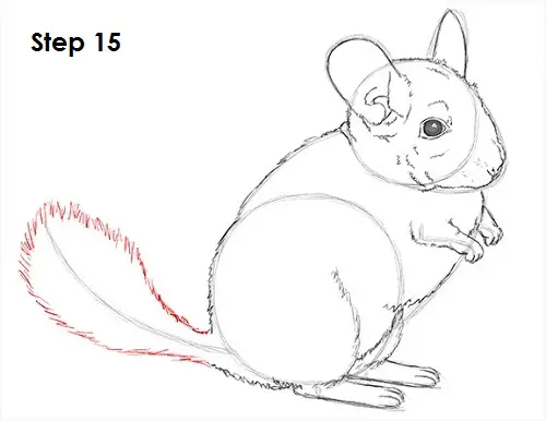 How to Draw a Chinchilla