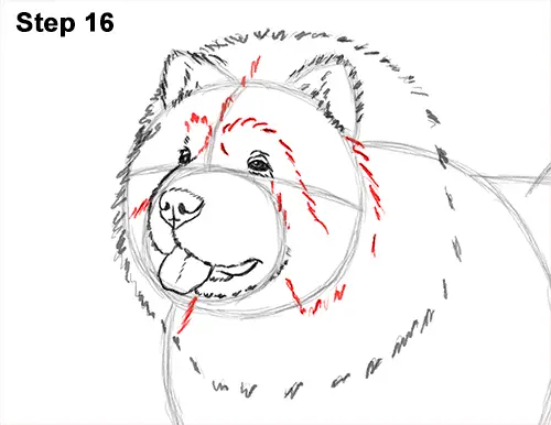 How to Draw a Dog (Chow Chow)