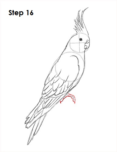 Cockatiel Draw Drawing Bird Birds Drawings Parrot Cartoon Step Outline ...