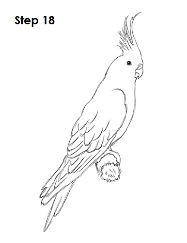 How to Draw a Cockatiel