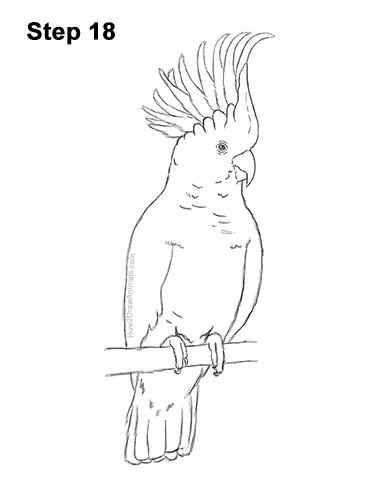 How to Draw a Cockatoo VIDEO & Step-by-Step Pictures