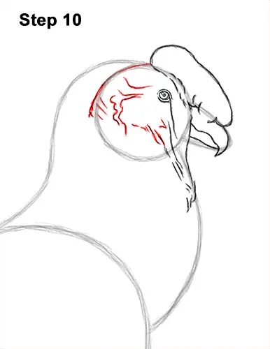 How to Draw a Condor (Andean) VIDEO & Step-by-Step Pictures
