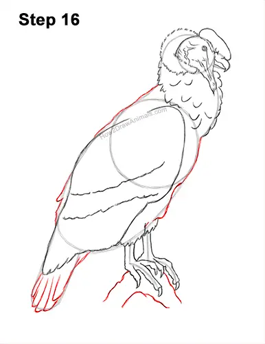 How to Draw a Condor (Andean) VIDEO & Step-by-Step Pictures