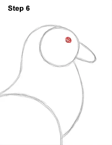 How to Draw a Condor (Andean) VIDEO & Step-by-Step Pictures