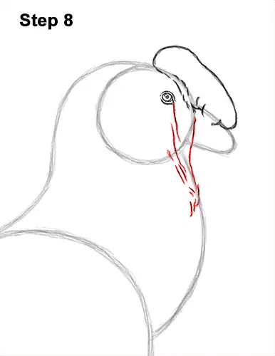 How to Draw a Condor (Andean) VIDEO & Step-by-Step Pictures