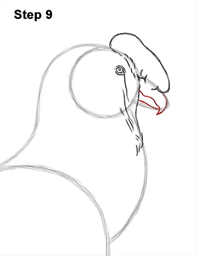 How to Draw a Condor (Andean) VIDEO & Step-by-Step Pictures