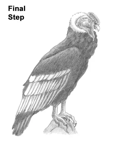 How to Draw a Condor (Andean) VIDEO & Step-by-Step Pictures