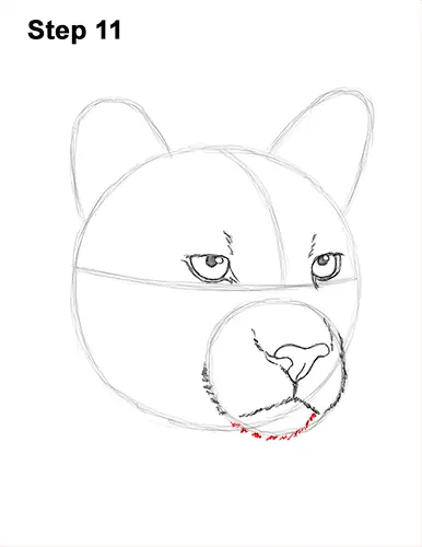 How to Draw a Cougar (Head Detail) VIDEO & Step-by-Step Pictures