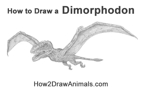 How to Draw a Dimorphodon VIDEO & Step-by-Step Pictures