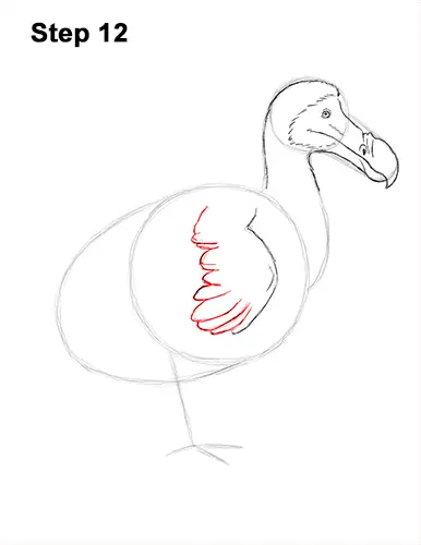 How to Draw a Dodo