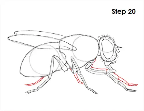 How to Draw a Fly