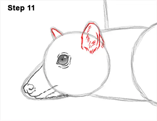 How to Draw a Bat (Flying Fox) VIDEO & Step-by-Step Pictures