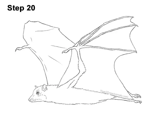 How to Draw a Bat (Flying Fox) VIDEO & Step-by-Step Pictures