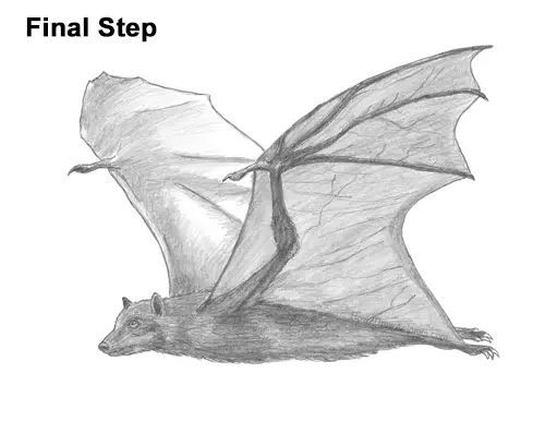 How to Draw a Bat (Flying Fox) VIDEO & Step-by-Step Pictures