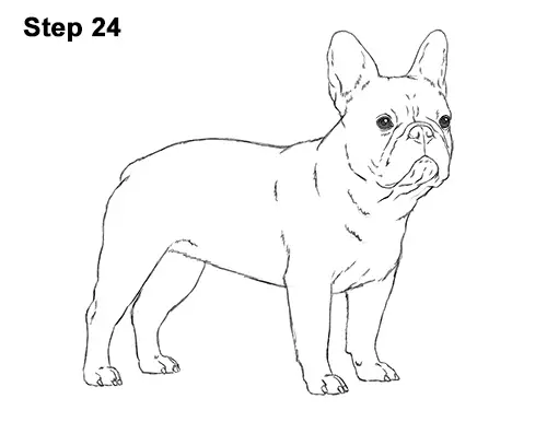 How to Draw a Dog (French Bulldog)