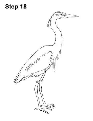 How to Draw a Great Blue Heron VIDEO & Step-by-Step Pictures