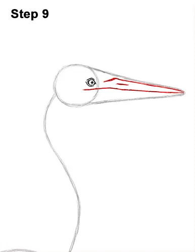 How to Draw a Great Blue Heron VIDEO & Step-by-Step Pictures