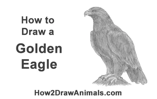 How to Draw a Golden Eagle