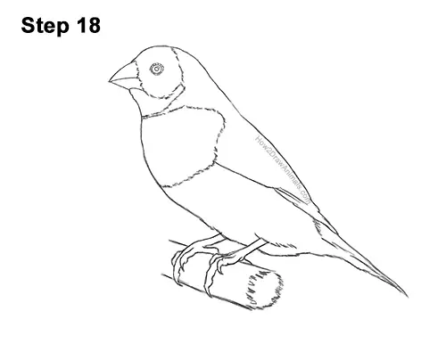 How to Draw a Gouldian Finch VIDEO & Step-by-Step Pictures