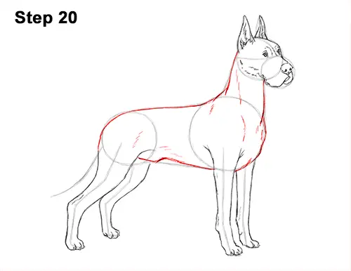 How to Draw a Dog (Great Dane)