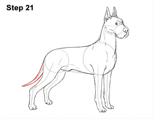 How to Draw a Dog (Great Dane)