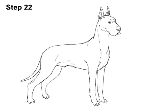 How to Draw a Dog (Great Dane)