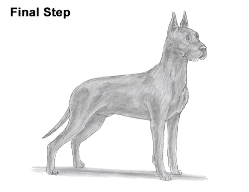 How to Draw a Dog (Great Dane)