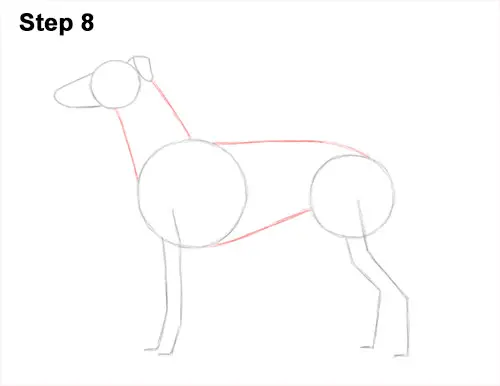 How to Draw a Dog (Greyhound)