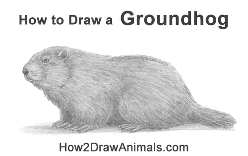 How to Draw a Groundhog (Woodchuck) VIDEO & Step-by-Step Pictures