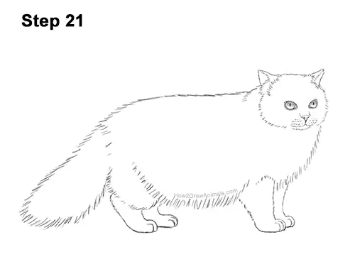 How to Draw a Cat (Himalayan) VIDEO & Step-by-Step Pictures