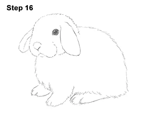 Holland Lop Coloring Page Coloring Pages