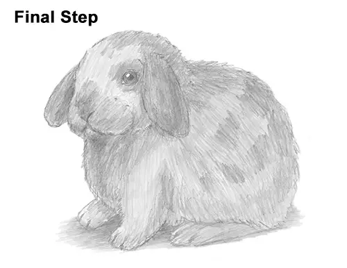 How to Draw a Holland Lop Bunny