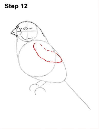 How to Draw a House Finch