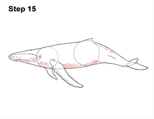How to Draw a Humpback Whale VIDEO & Step-by-Step Pictures