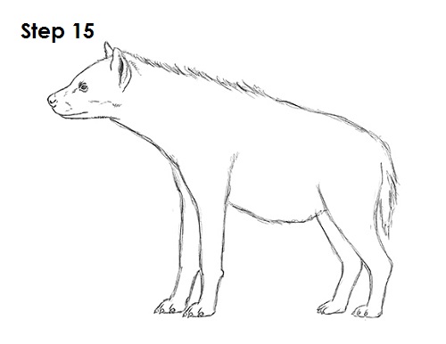 How to Draw a Hyena