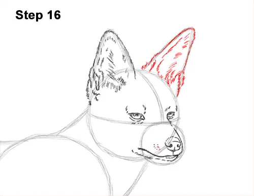 How to Draw a Jackal VIDEO & Step-by-Step Pictures