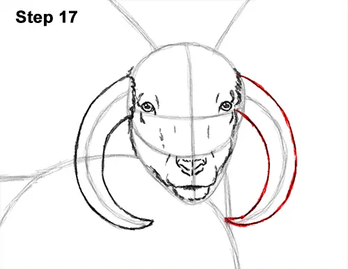 How to Draw a Jacob Sheep