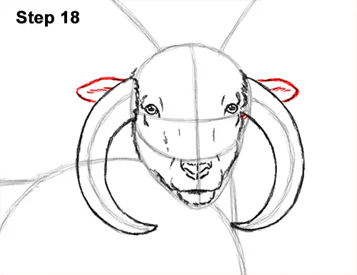 How to Draw a Jacob Sheep