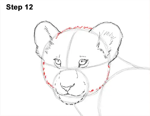 How to Draw a Lion Cub