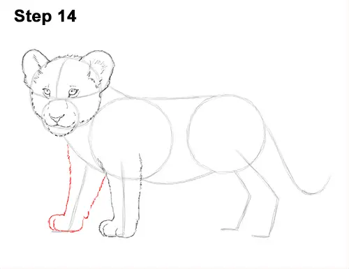How to Draw a Lion Cub