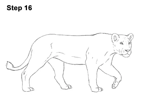 How to Draw a Lioness
