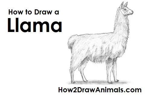 How to Draw a Llama VIDEO & Step-by-Step Pictures