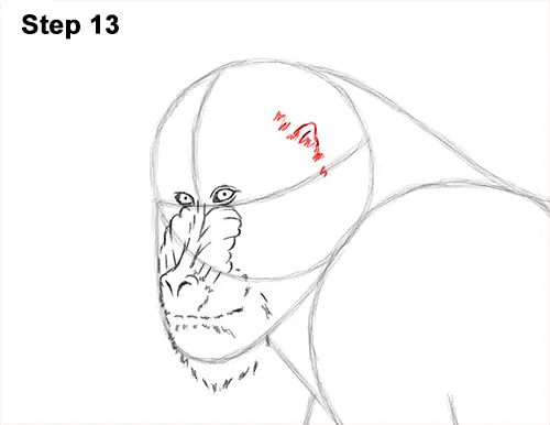 How to Draw a Mandrill