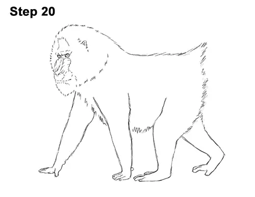 How to Draw a Mandrill