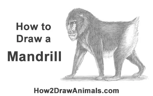 How to Draw a Mandrill
