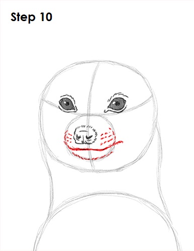 How to Draw a Meerkat