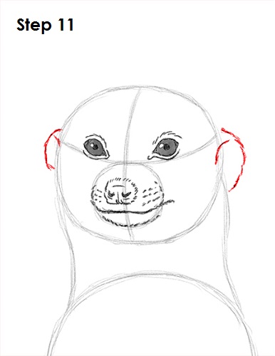 How to Draw a Meerkat