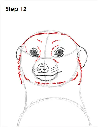 How to Draw a Meerkat